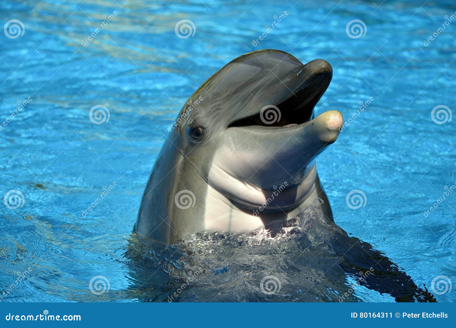 Bottlenose dolphin head stock image. Image of wild, truncatus - 80164311