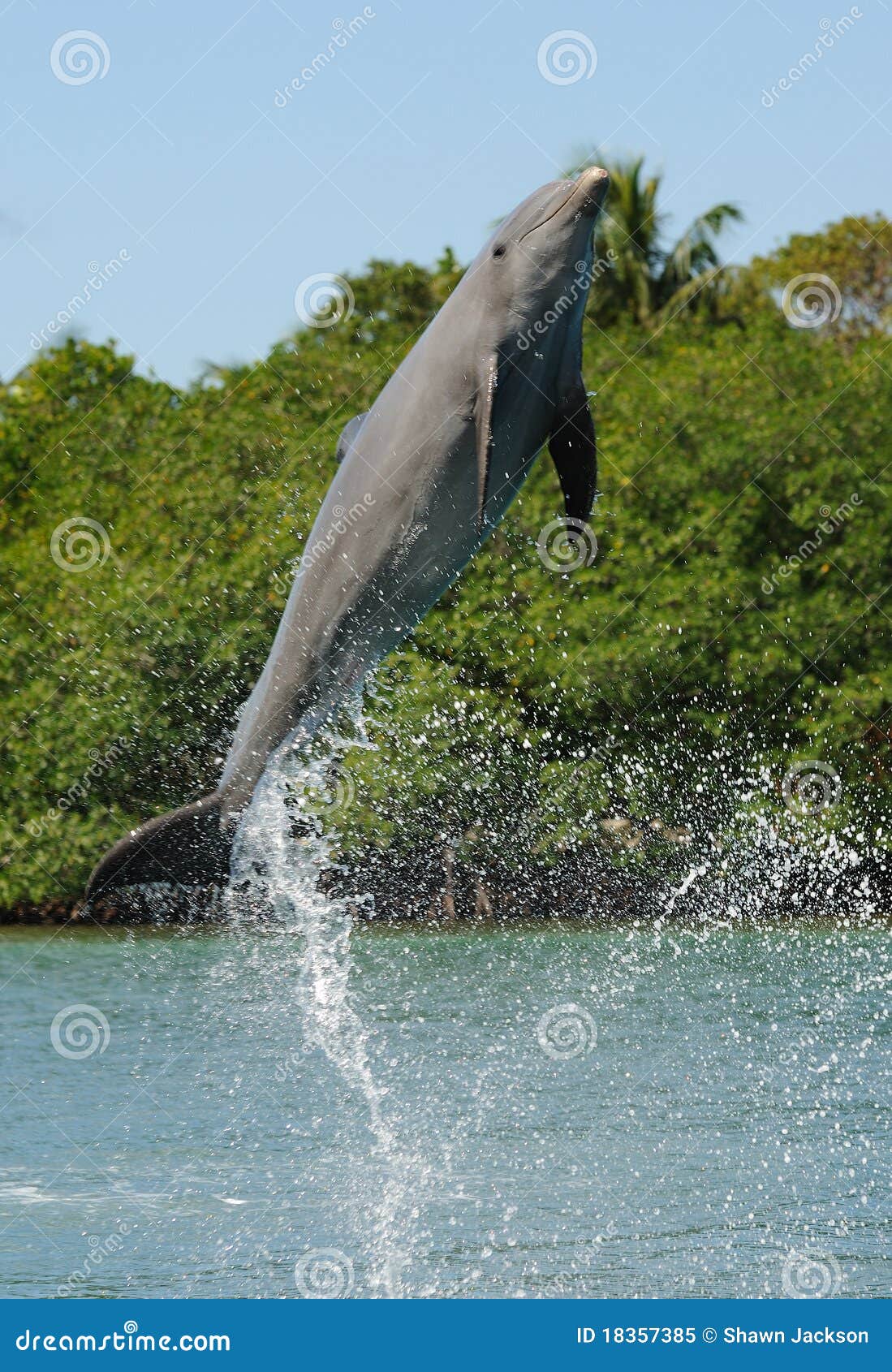 Dolphin Jumping In Water