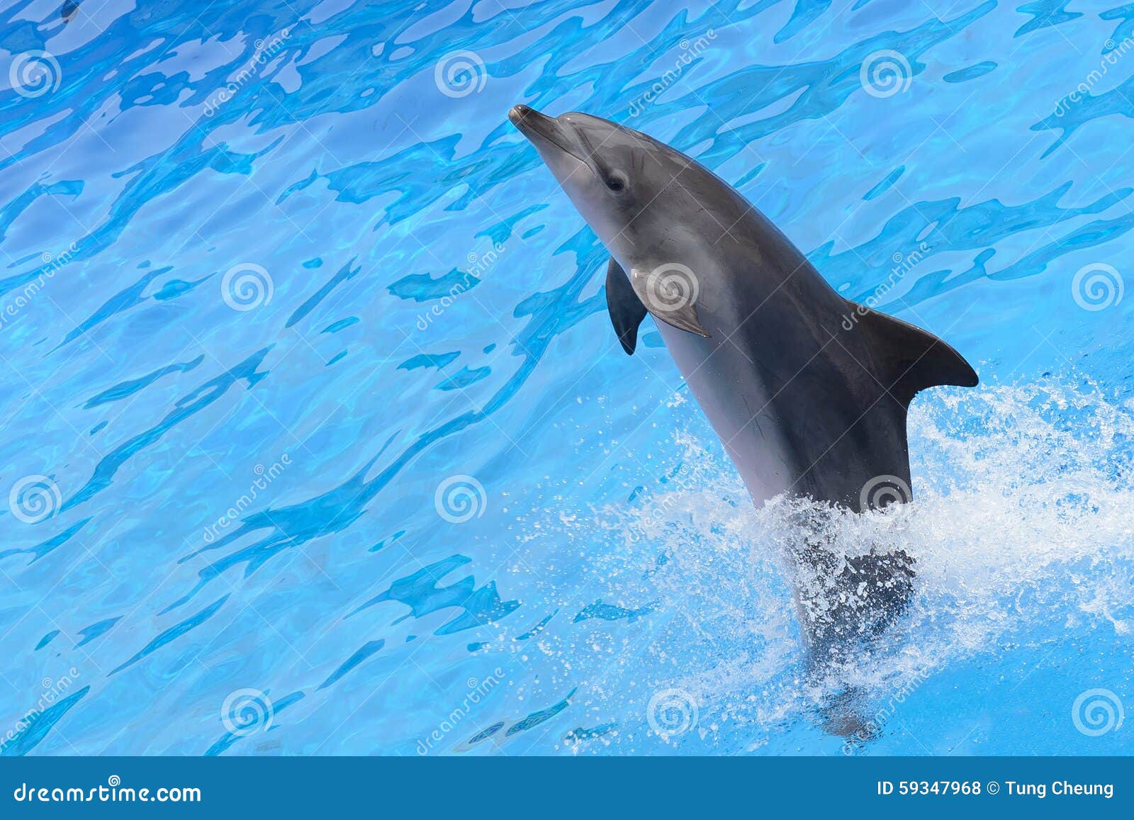 Bottlenose dolphin stock photo. Image of leap, jump, creature - 59347968
