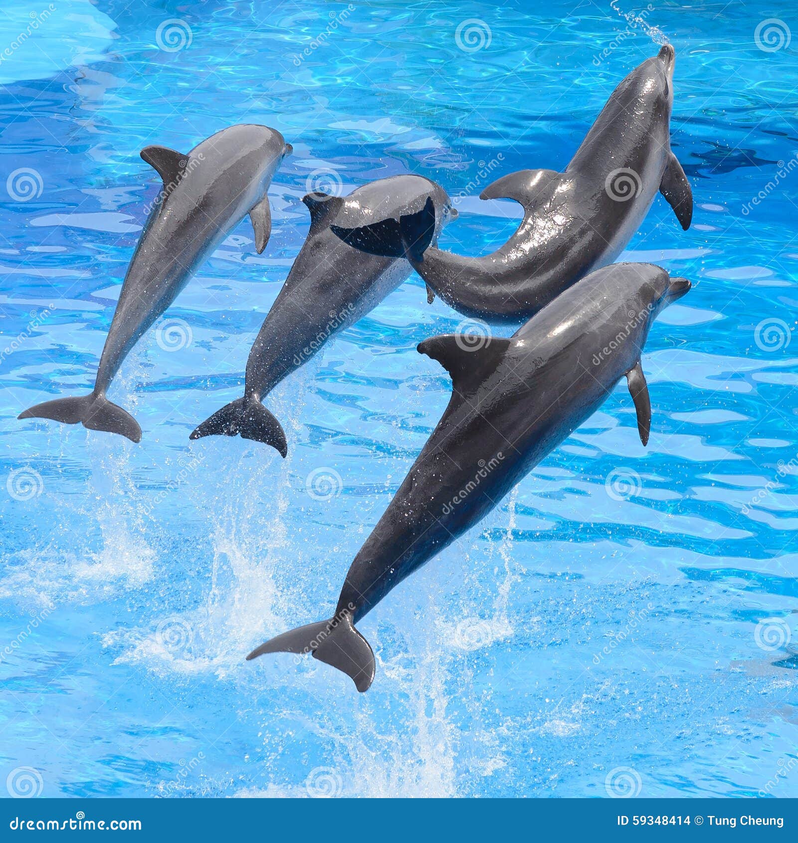 Bottlenose Dolphin Jumping from Blue Water Stock Photo - Image of ...