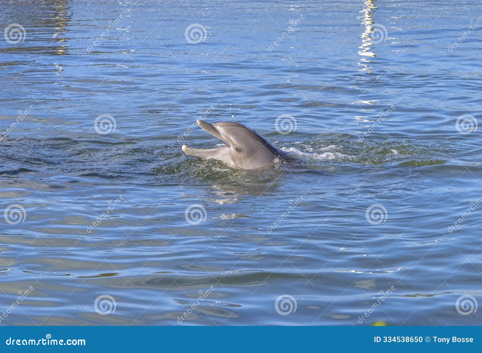 Bottlenose Dolphin Looking Above Water Stock Photo - Image of fish ...