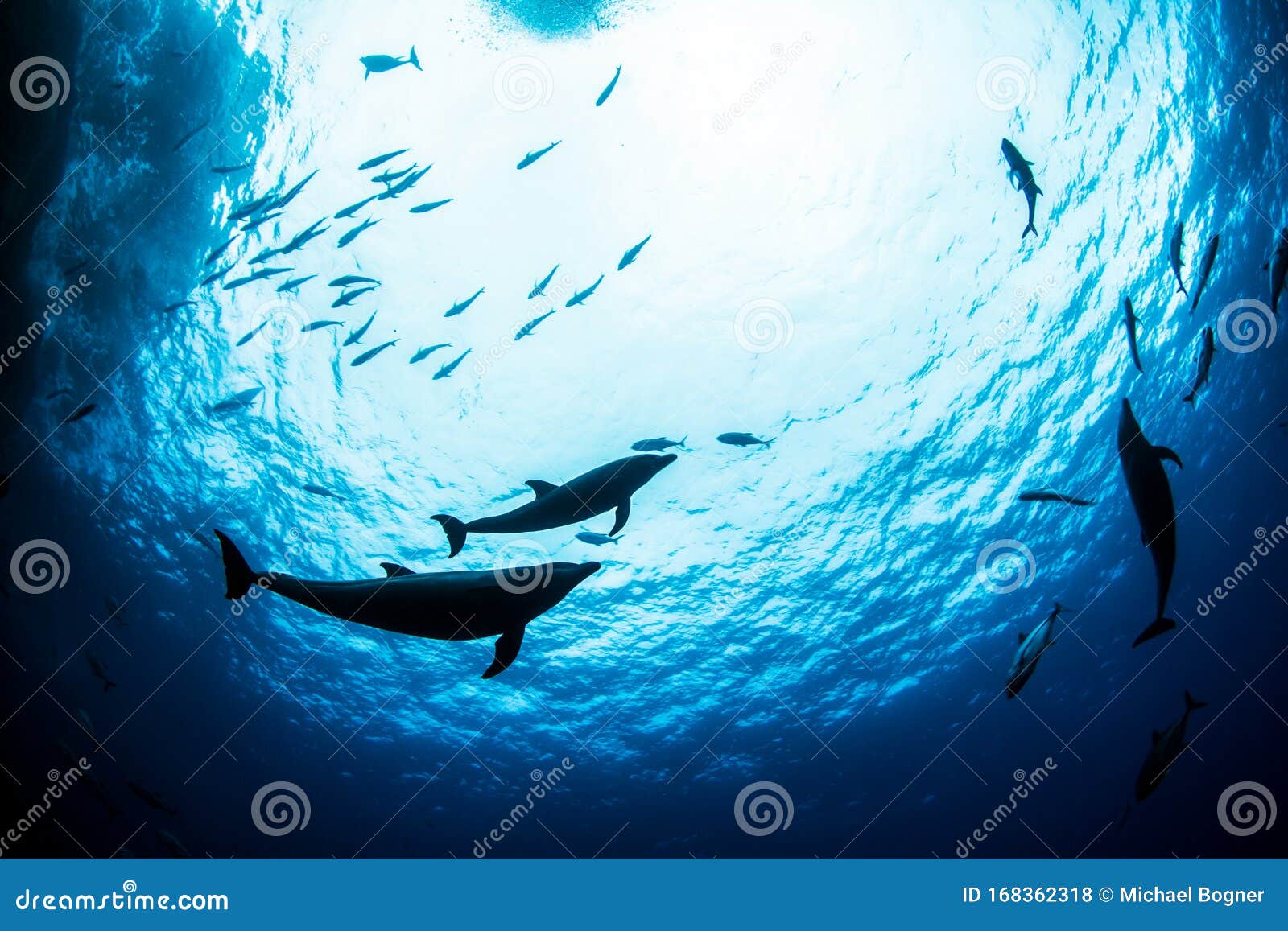 Bottlenose Dolphin during a Scuba Dive in Mexico Stock Photo - Image of ...