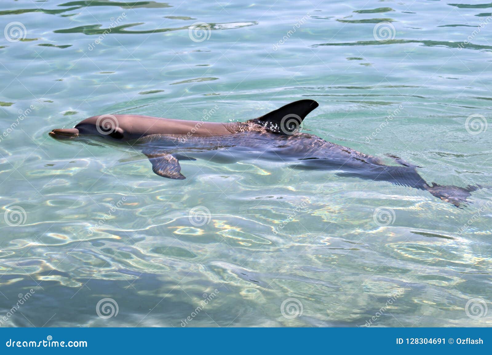 A bottlenose dolphin stock image. Image of dolphin, eyes - 128304691