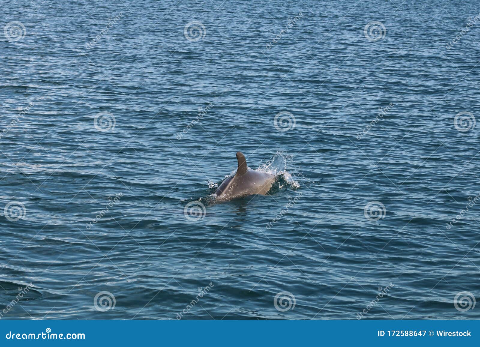 Bottlenose Dolphin Swimming in the Sea Under the Sunlight at Daytime ...