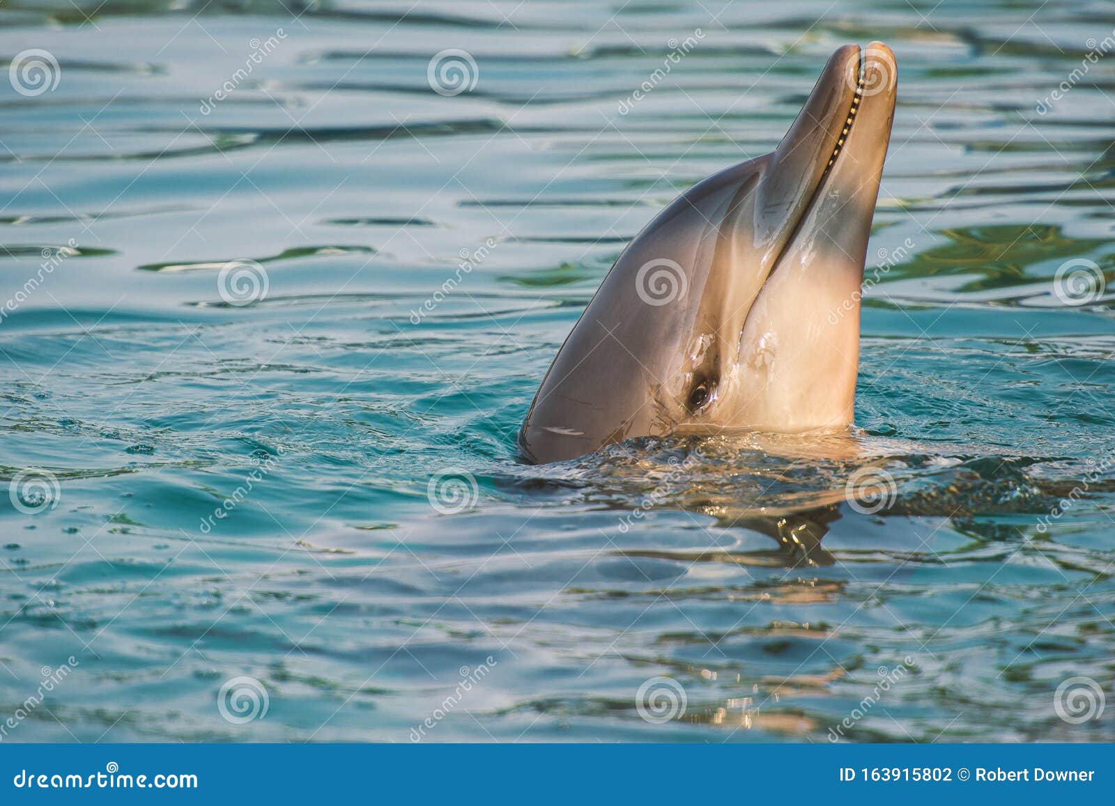 Bottlenose dolphin stock photo. Image of mammal, aquarium - 163915802
