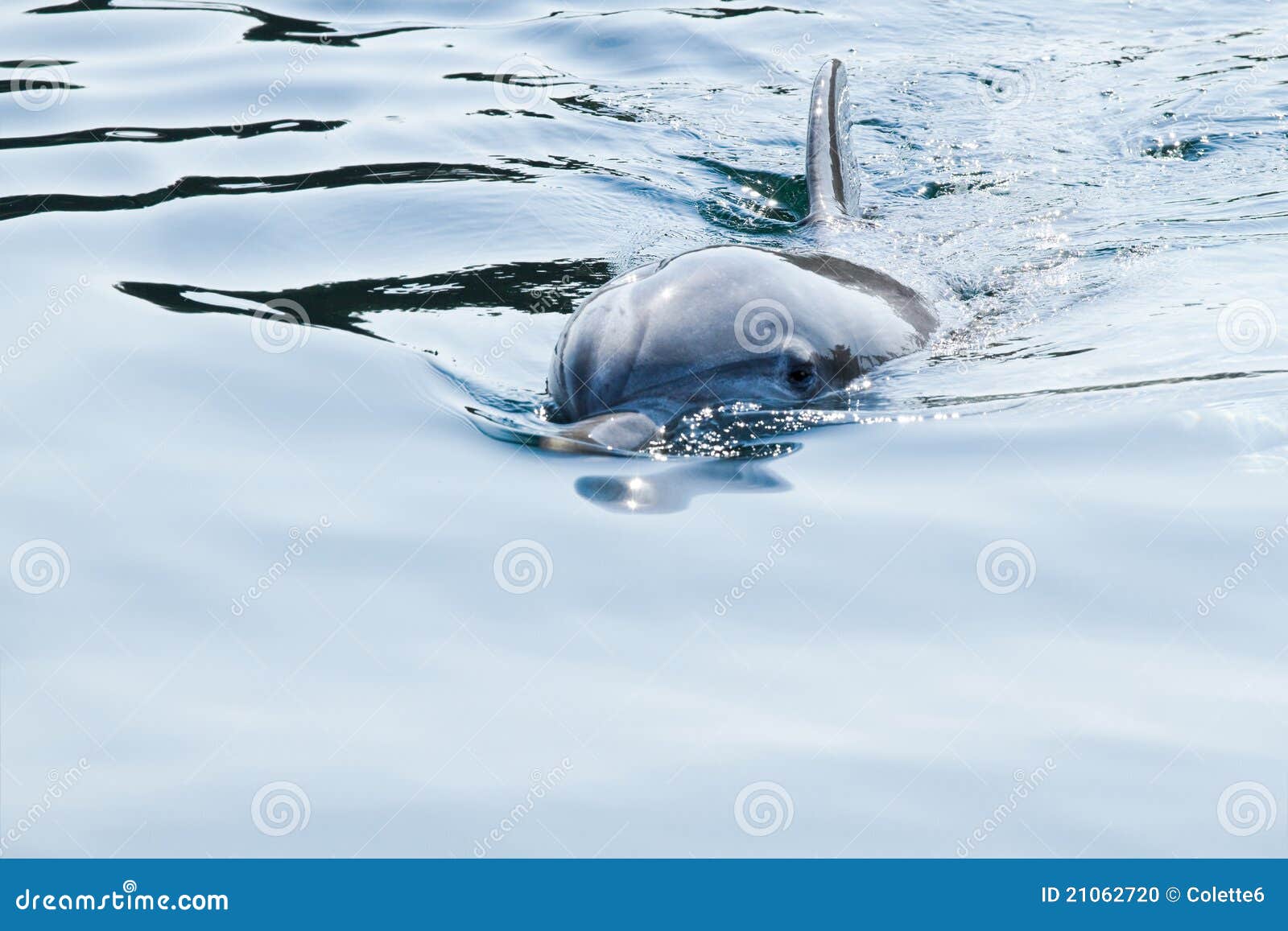 Bottlenose Dolphin or Tursiops Truncatus Stock Photo - Image of jumping ...
