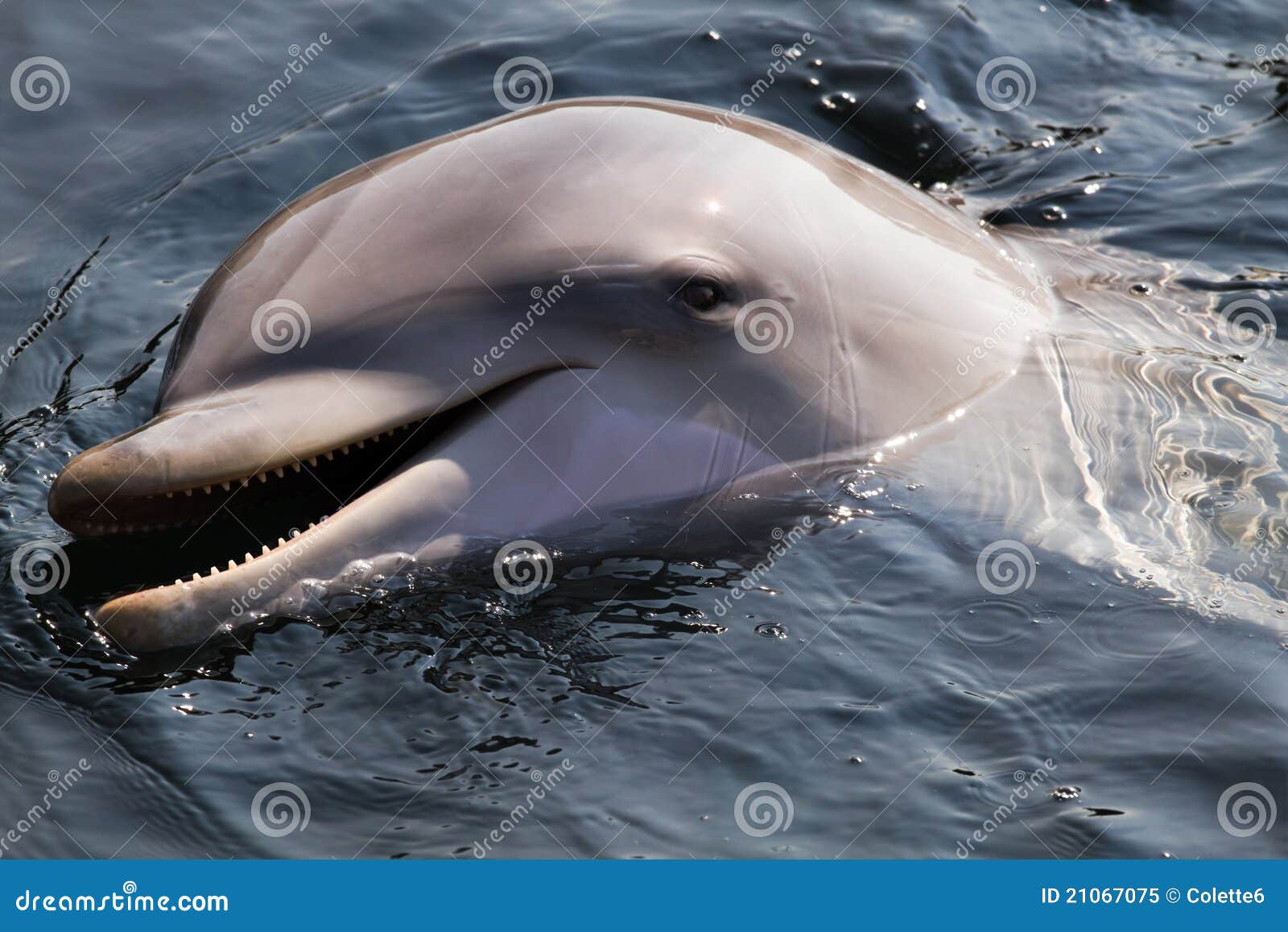 Bottlenose Dolphin or Tursiops Truncatus Stock Image - Image of water ...