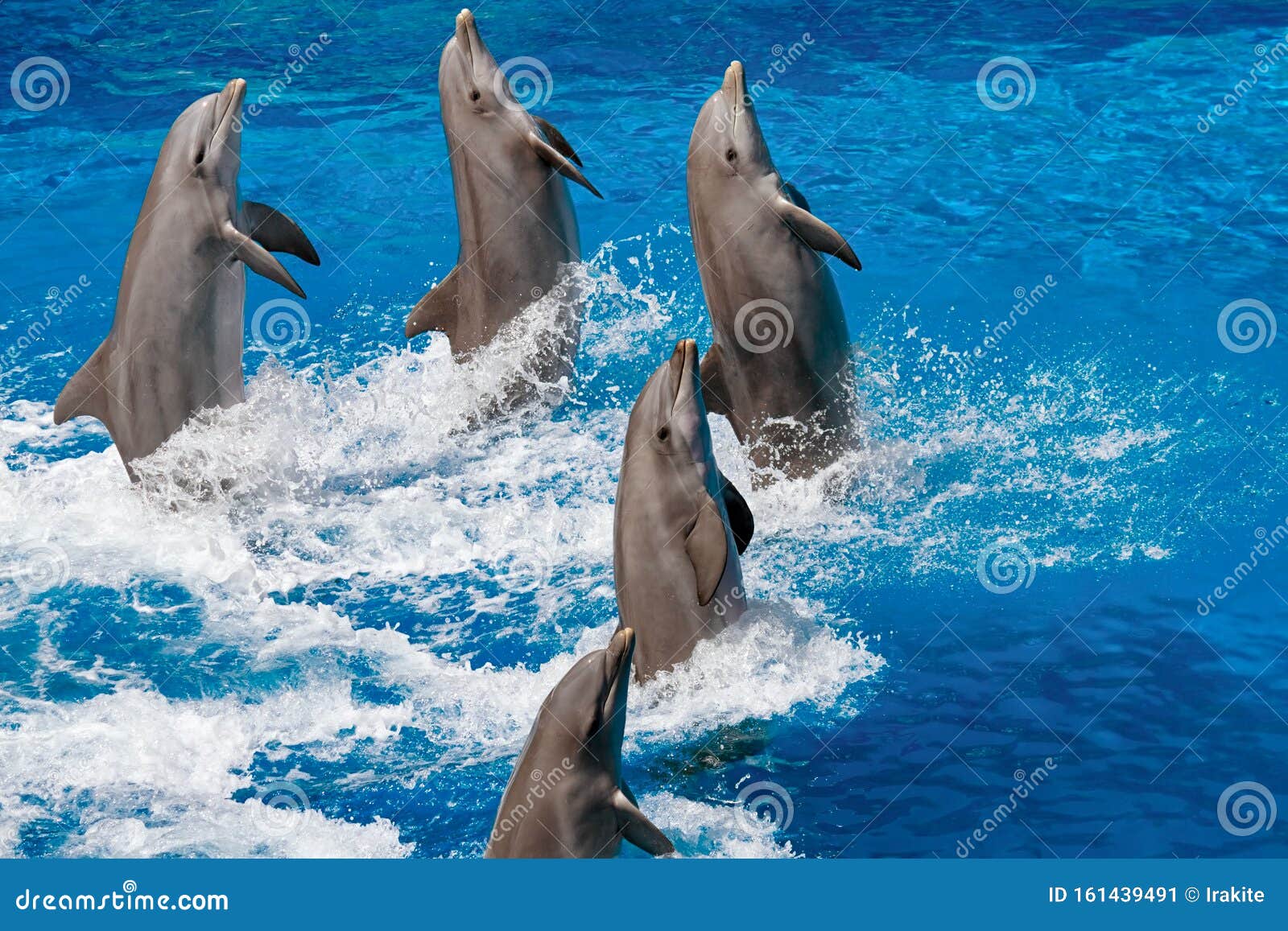 Dolphin Standing On Tail Royalty-Free Stock Photography | CartoonDealer ...