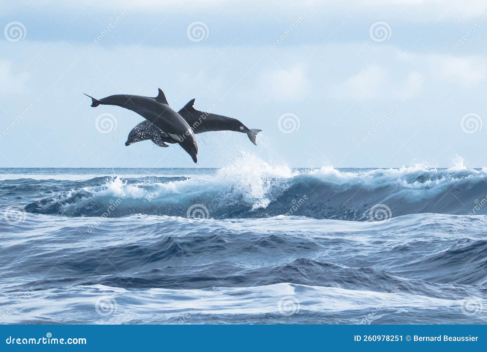 Bottlenose Dolphins Playing in the Wave Stock Image - Image of pass ...