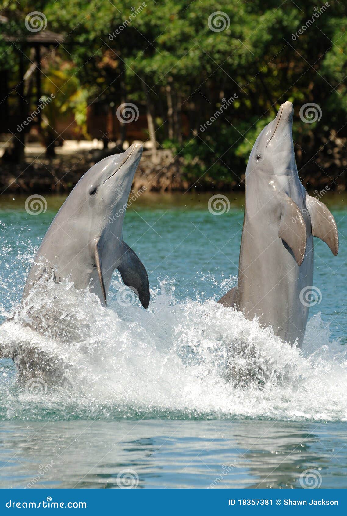 Bottlenose Dolphins Tail Walk Stock Image - Image of leaping, trees ...