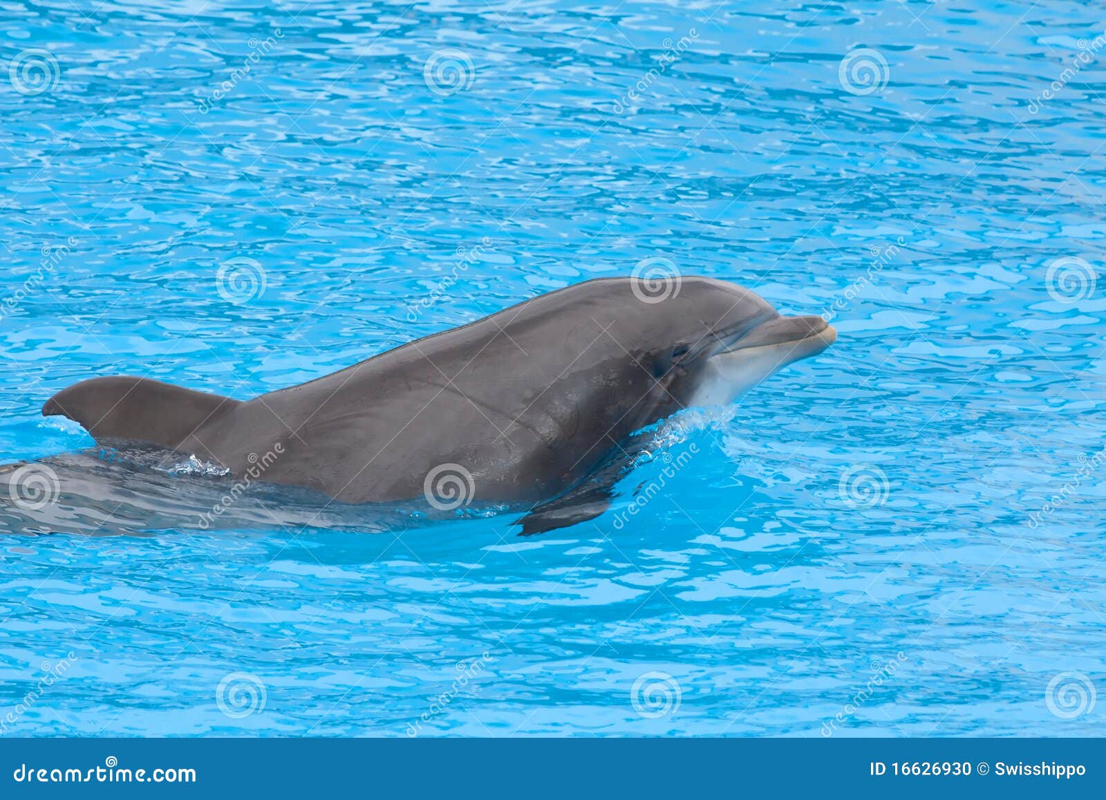 Bottlenose dolpin stock photo. Image of jump, aquatic - 16626930