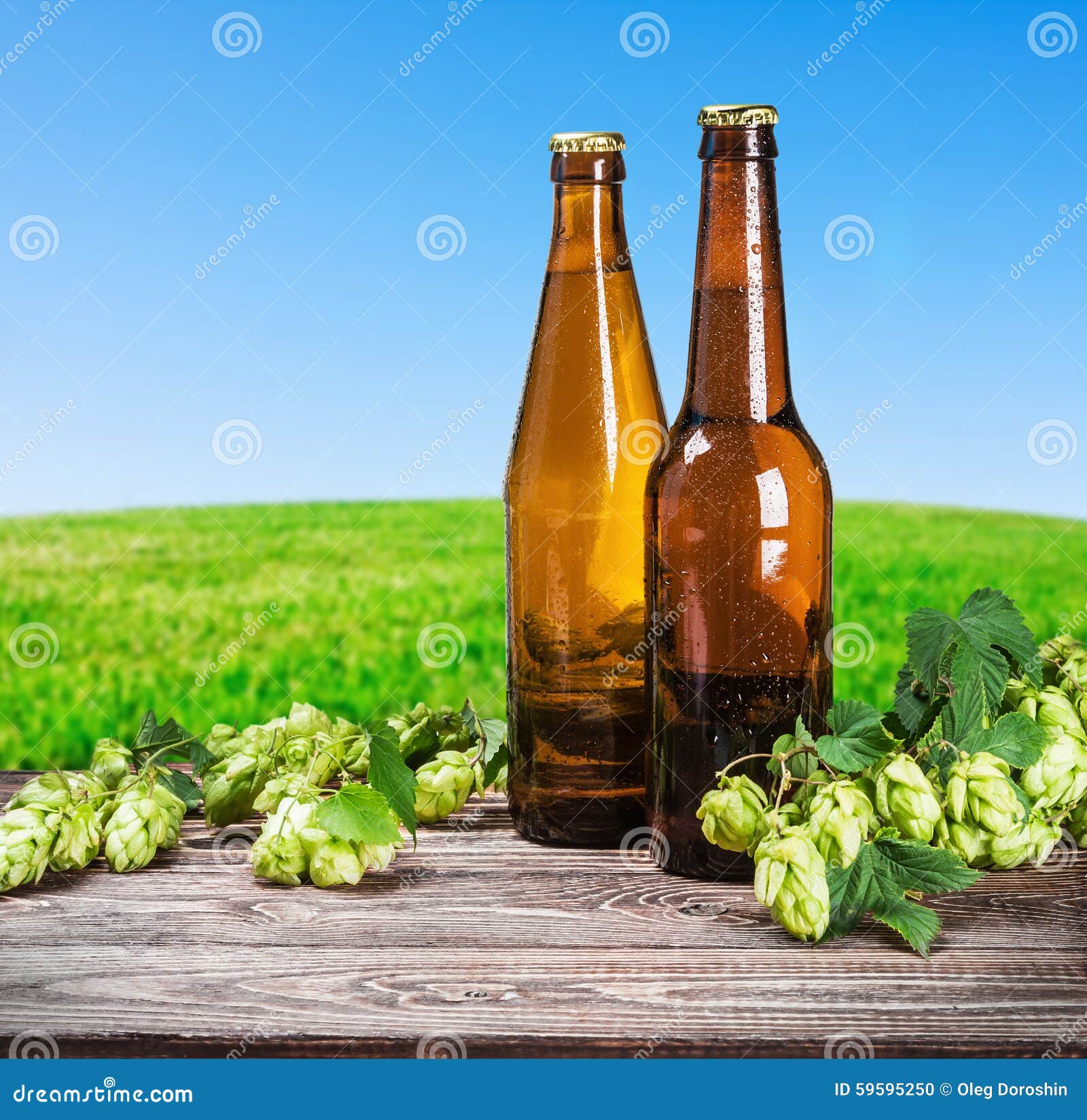 Bottles of Beer and Hops Branch Stock Photo - Image of froth, cellar ...