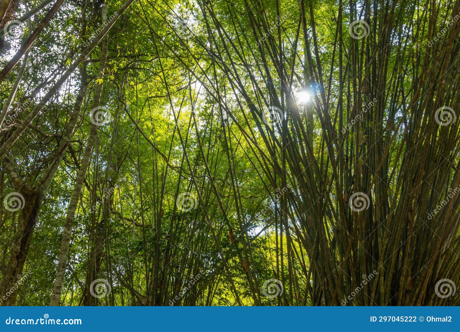 Bottom Angle View of Bamboo Forest Stock Photo - Image of green ...