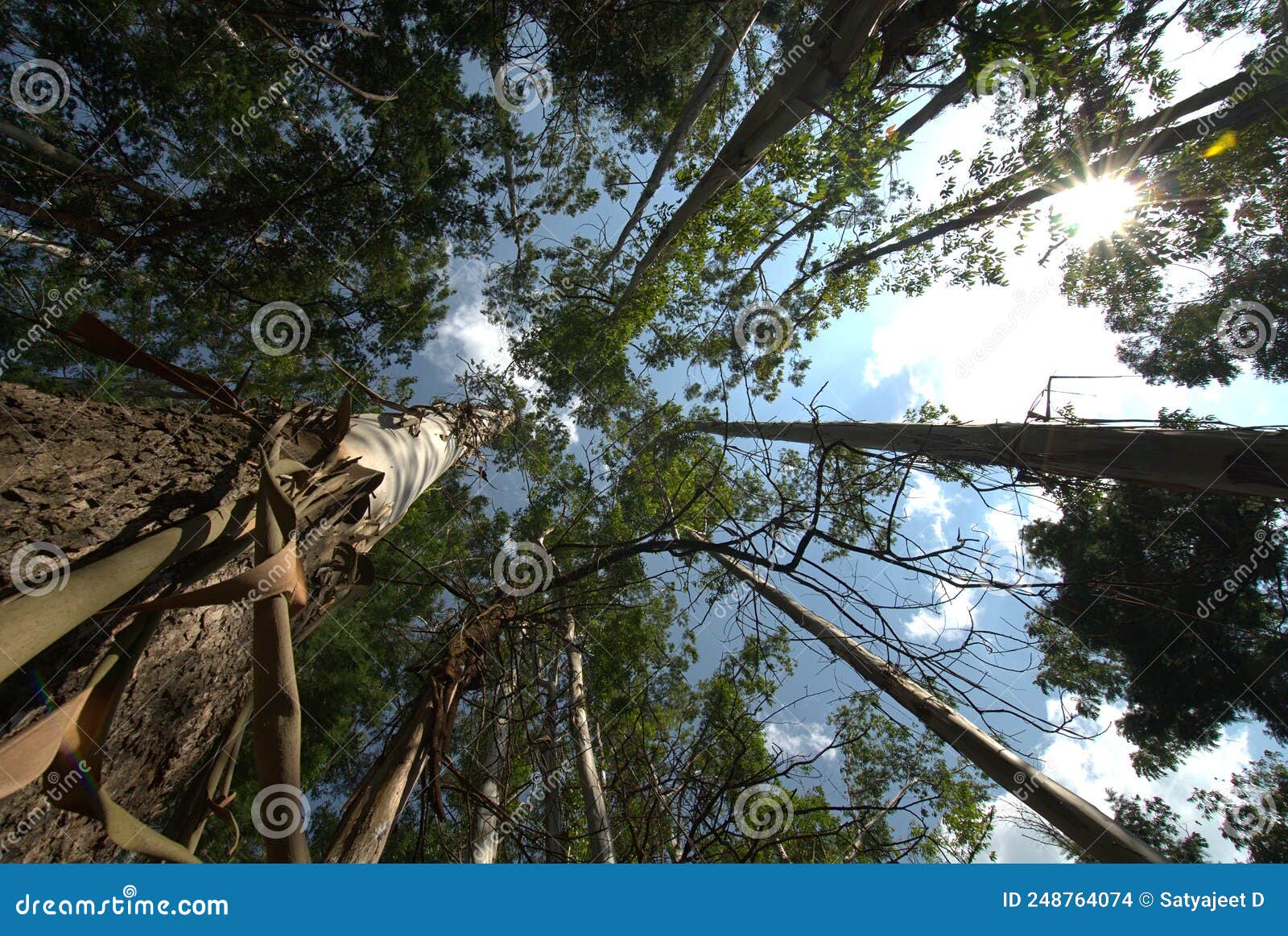 Bottom Angle View of Nilgiri or Eucalyptus Trees with Sunburst in the ...
