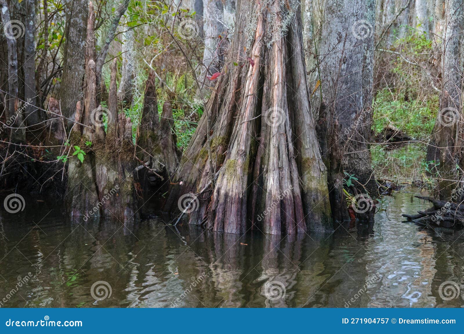 Bottom of Bald Cypress Trees in Swamp, Cypress Swamp, Louisiana, US ...