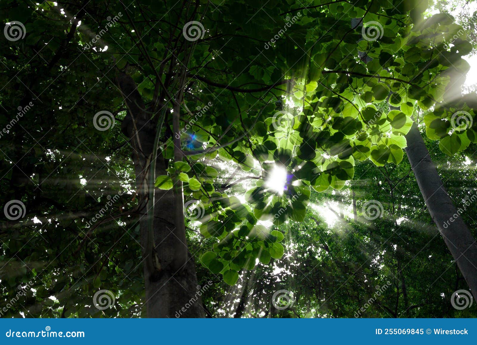 The Bottom of a Big Tree with Light Shines through the Beautiful Stock ...
