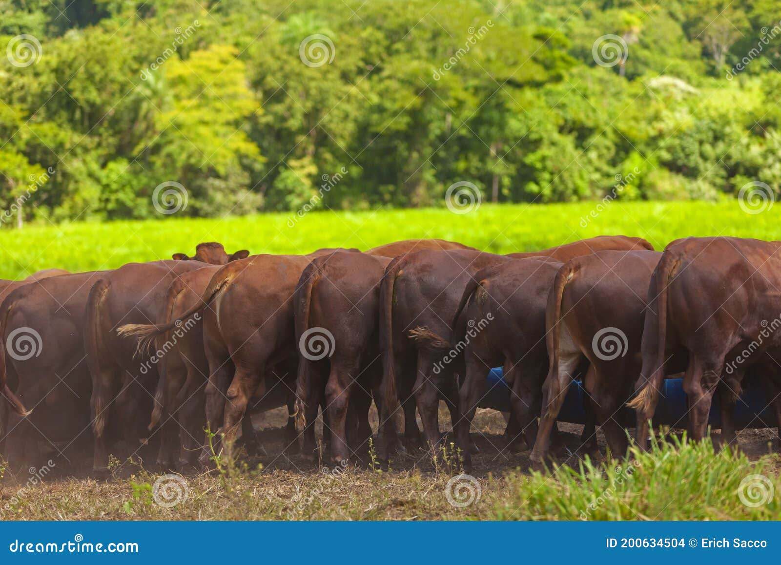 Bottom of Bonsmara Breed Cattle Feeding Stock Photo - Image of angus ...