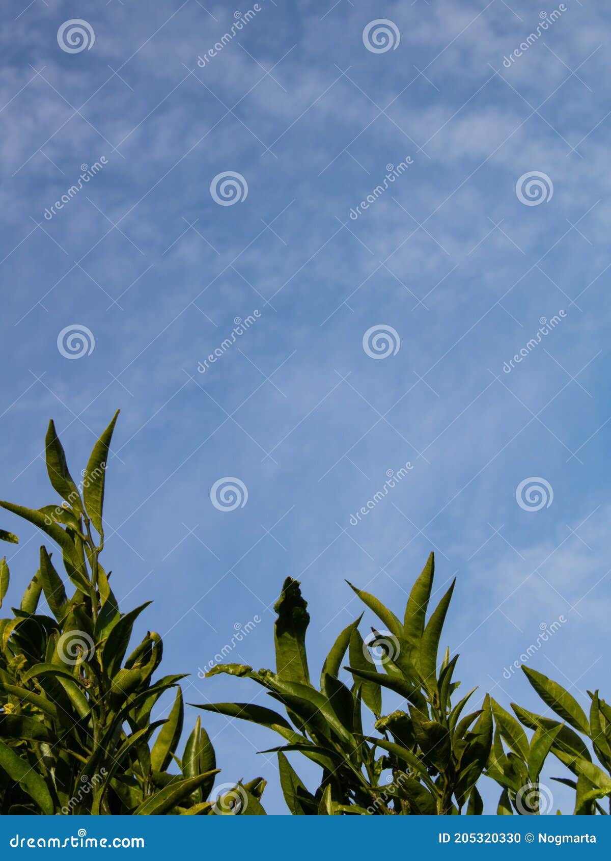 Bottom Border with Natural Tree Leaves Against the Sky Stock Photo ...