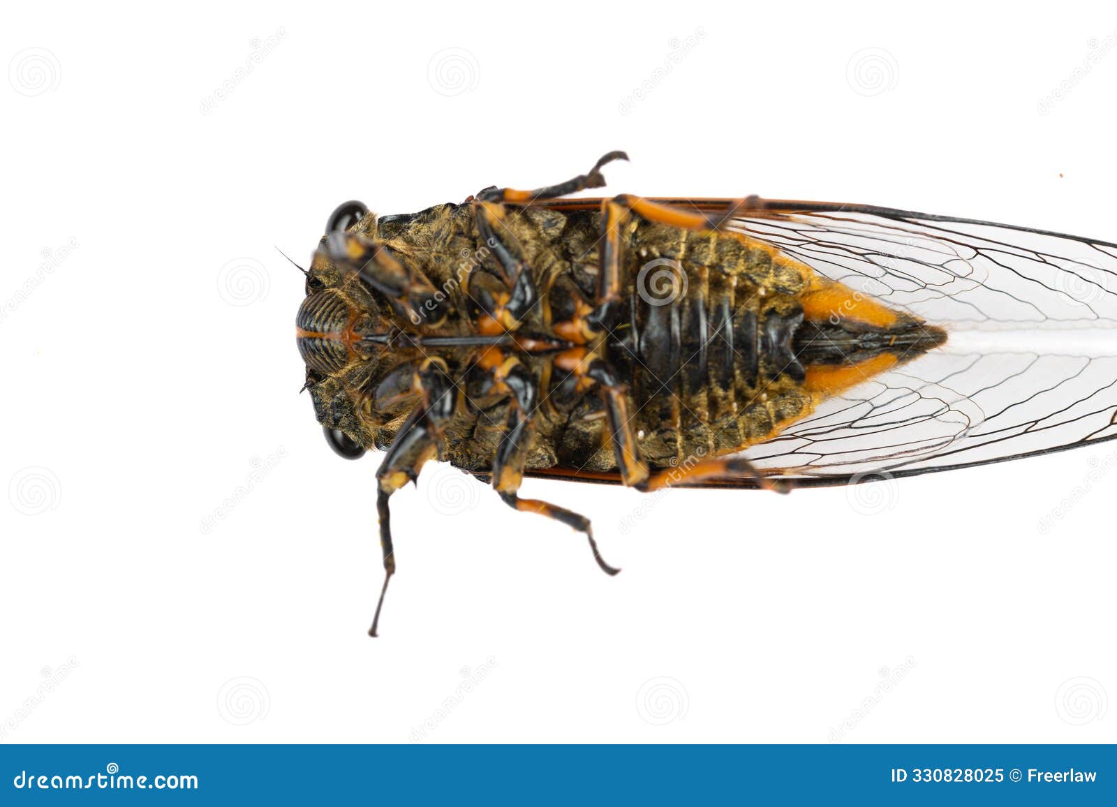Bottom of Cicadas on a White Background Stock Image - Image of summer ...