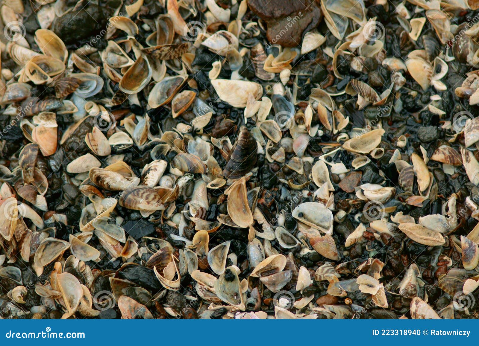 The Bottom is Covered with Shells that are Washed Ashore - Stepnica ...