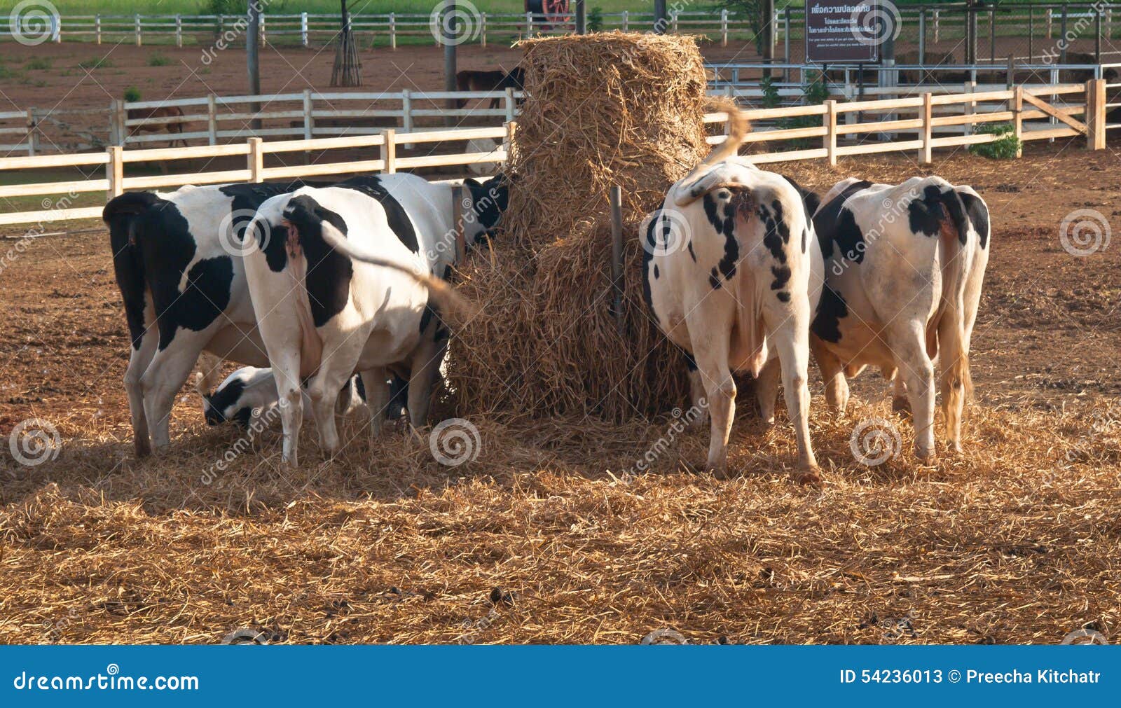 The bottom of cows stock image. Image of pasture, eating - 54236013