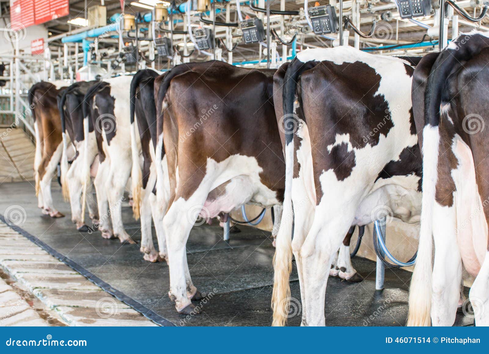 Bottom Dairy Cow Standing in Farm Cows Stock Photo - Image of black ...
