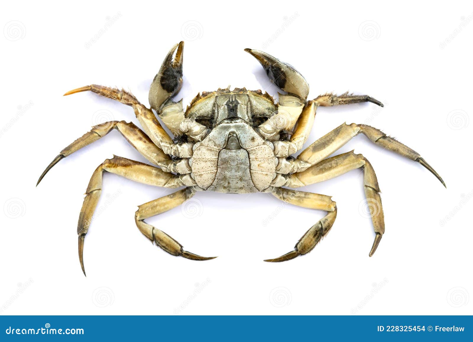 Bottom of a Dead Crab on White Background Stock Photo - Image of ...