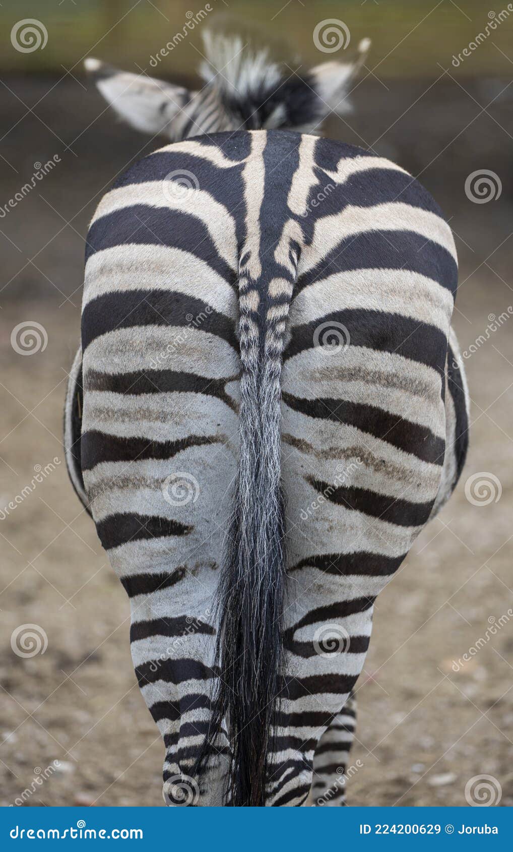 Bottom detail of zebra stock image. Image of africa - 224200629