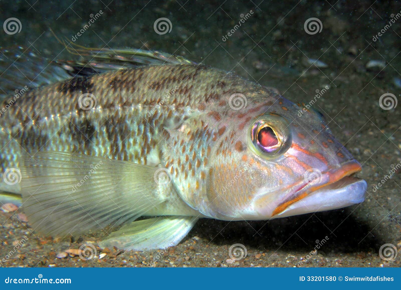 Bottom Fish stock photo. Image of wildlife, fins, underwater - 33201580