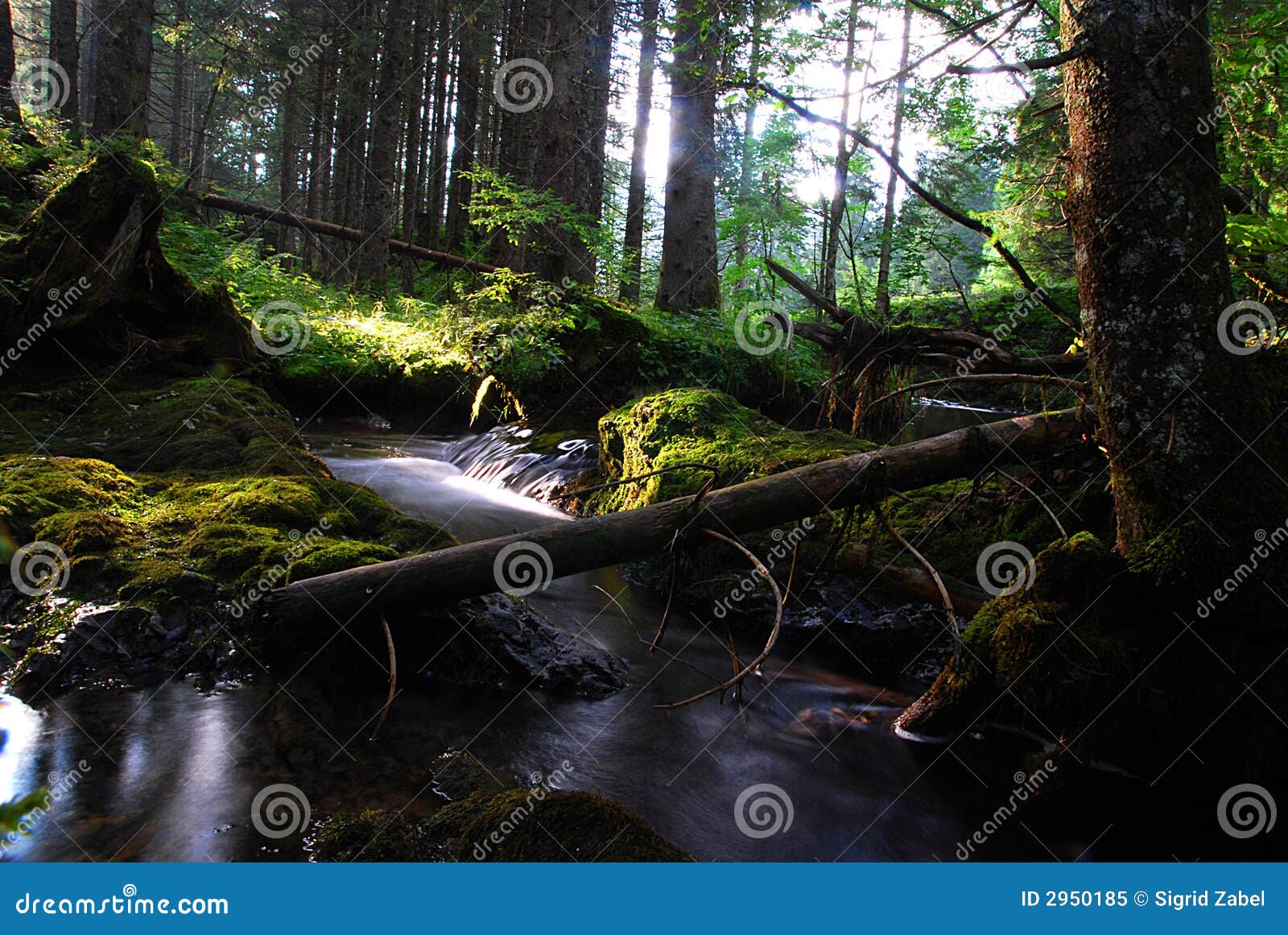 Bottom of forest stock image. Image of botany, detail - 2950185