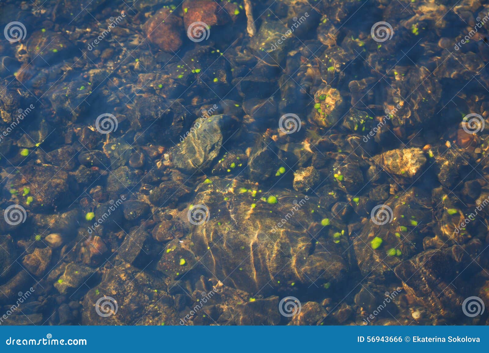 Bottom of forest river stock photo. Image of scenics - 56943666