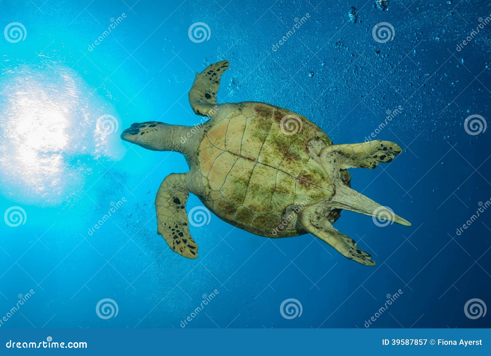 Sea Turtle Shell Bottom The Significance Of Sea Turtles In Hawaiian