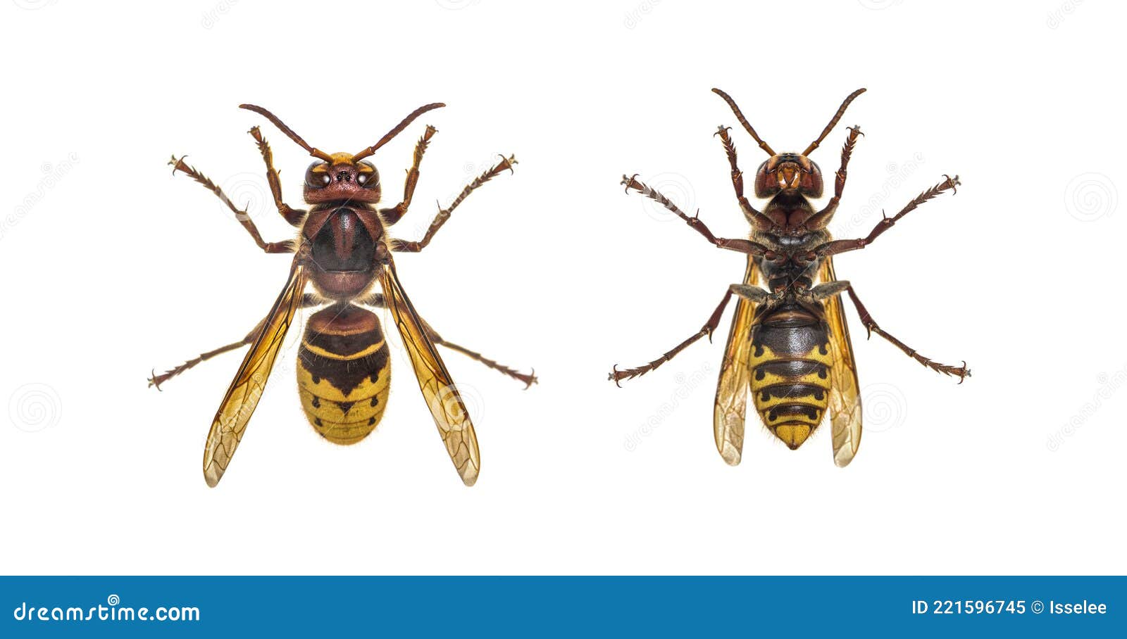 Bottom and High View of a European Hornet, Isolated Stock Image - Image ...