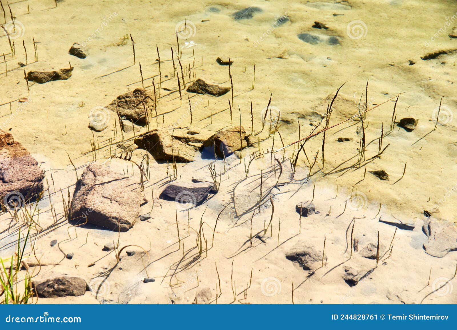 Bottom of the Lake is Covered with Silt and Algae Growing in the Water ...