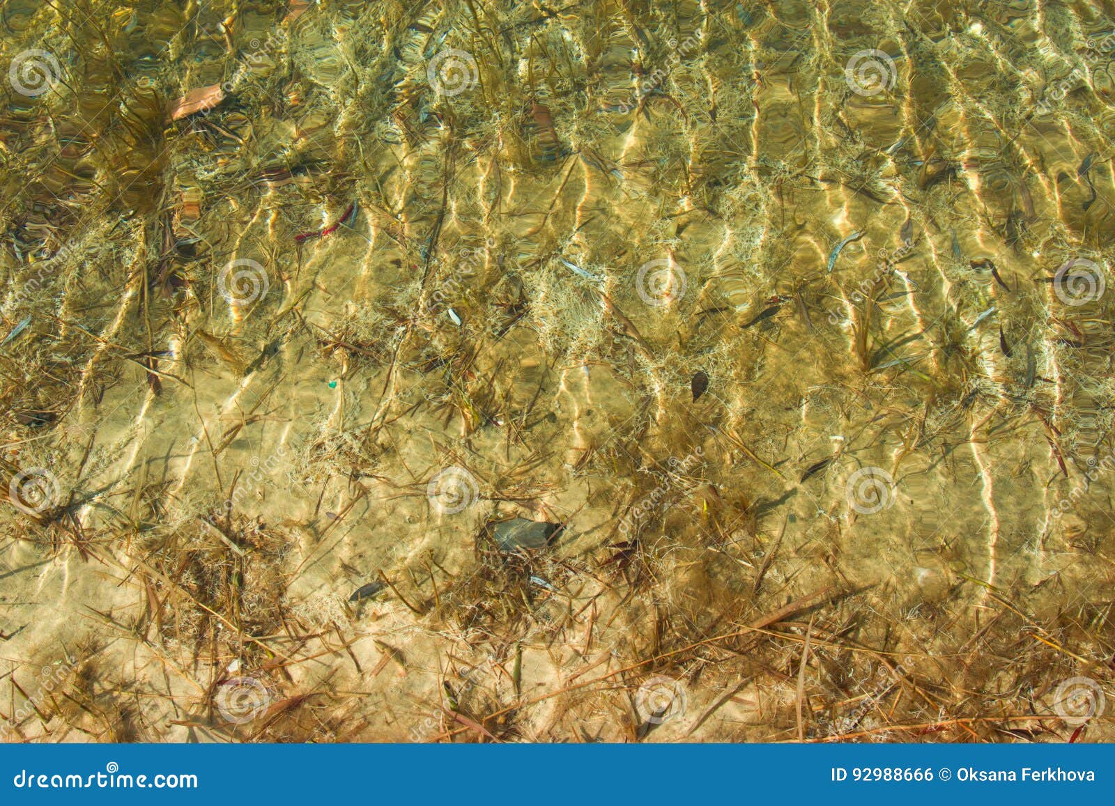 The Bottom of the Lake, the Swamp. Stock Photo - Image of summer ...