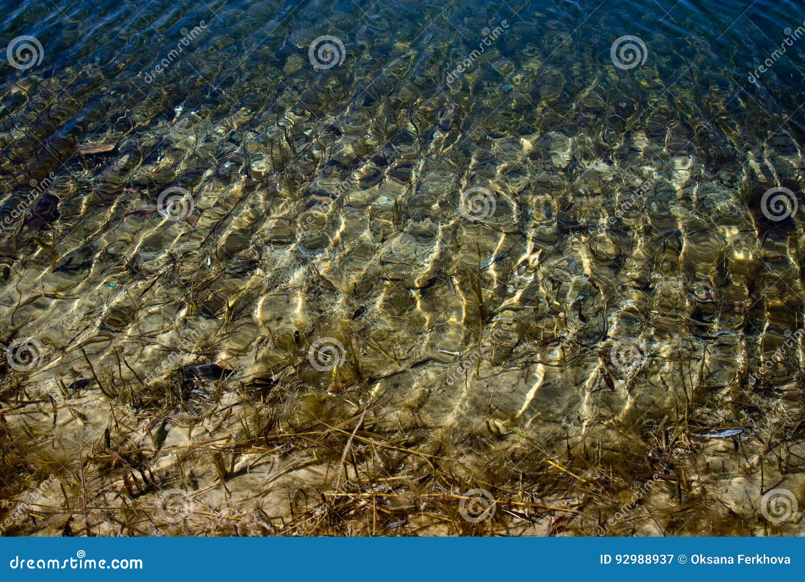 The Bottom of the Lake, the Swamp. Stock Image - Image of nature ...