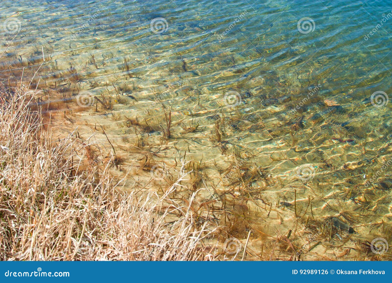The Bottom of the Lake, the Swamp. Stock Photo - Image of ripple ...