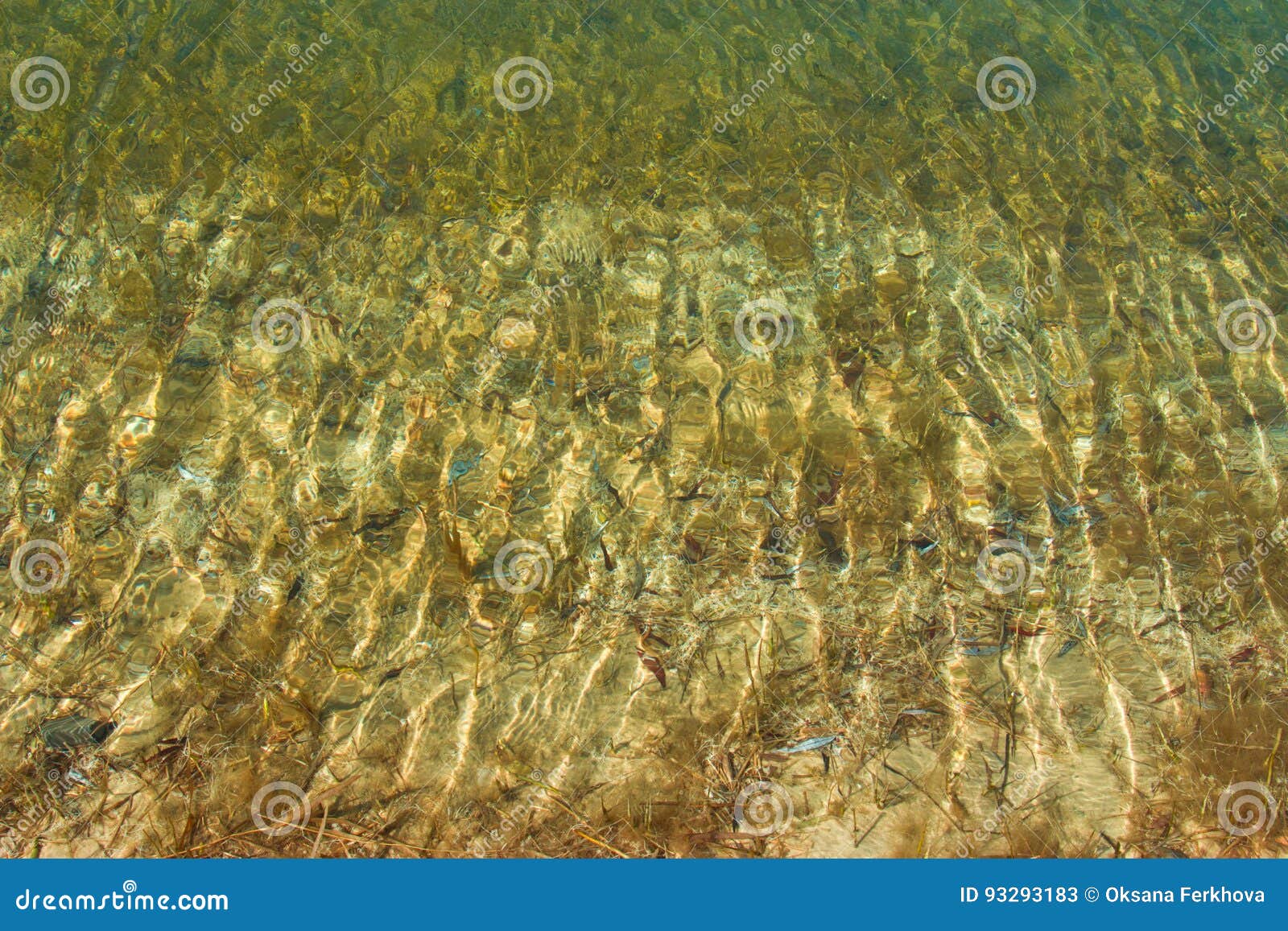 The Bottom of the Lake, the Swamp. Stock Image - Image of summer, still ...