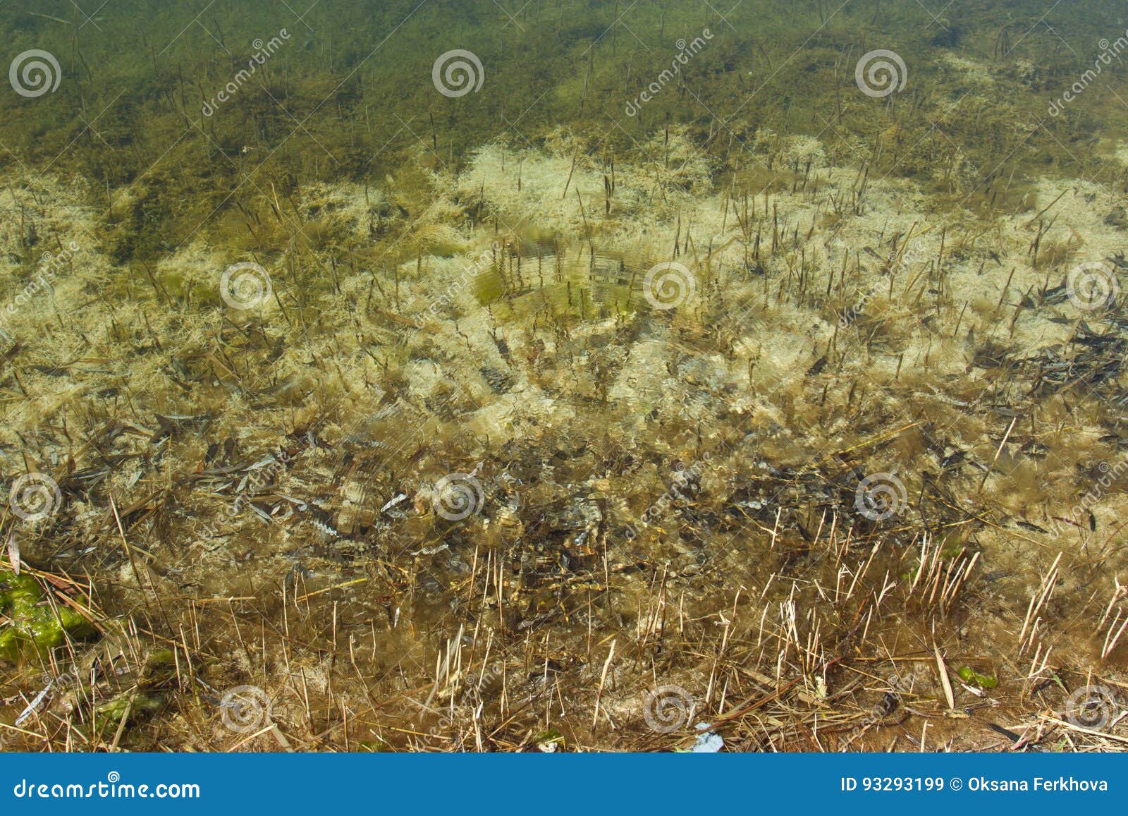 The Bottom of the Lake, the Swamp. Stock Image - Image of aqua ...