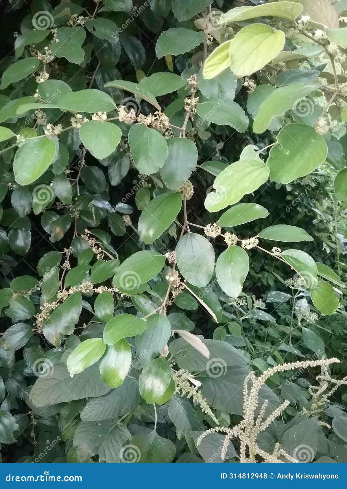 The Bottom Leaves of the Ordinary Bidara Tree are White. Stock Photo ...