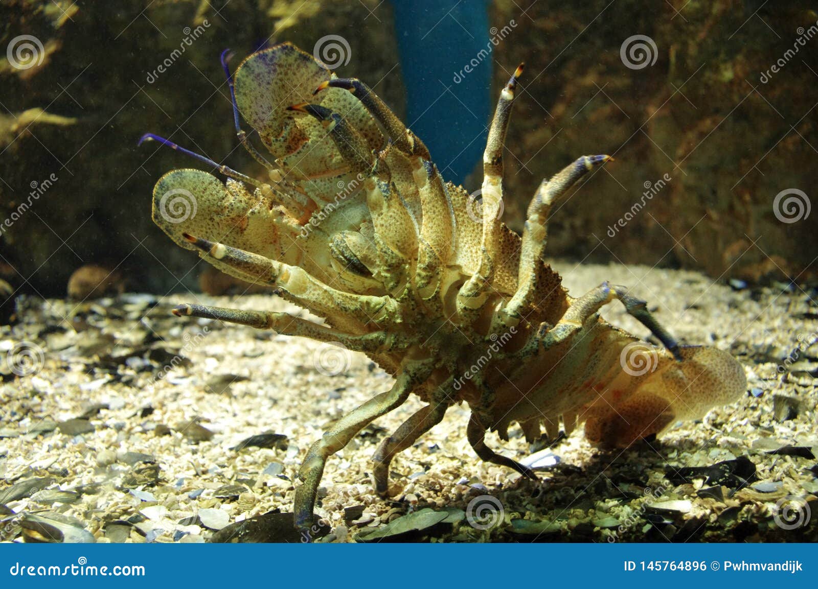 Homarus Stock Photos - Download 324 Royalty Free Photos