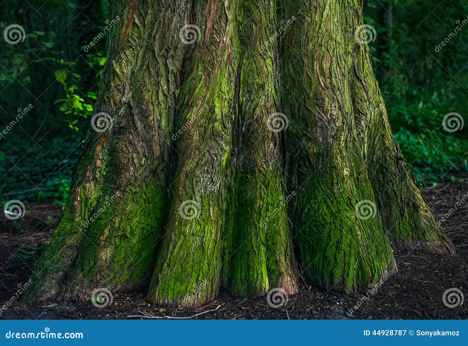 The Bottom of the Mossy Trunk of a Tree in the Forest Stock Image ...