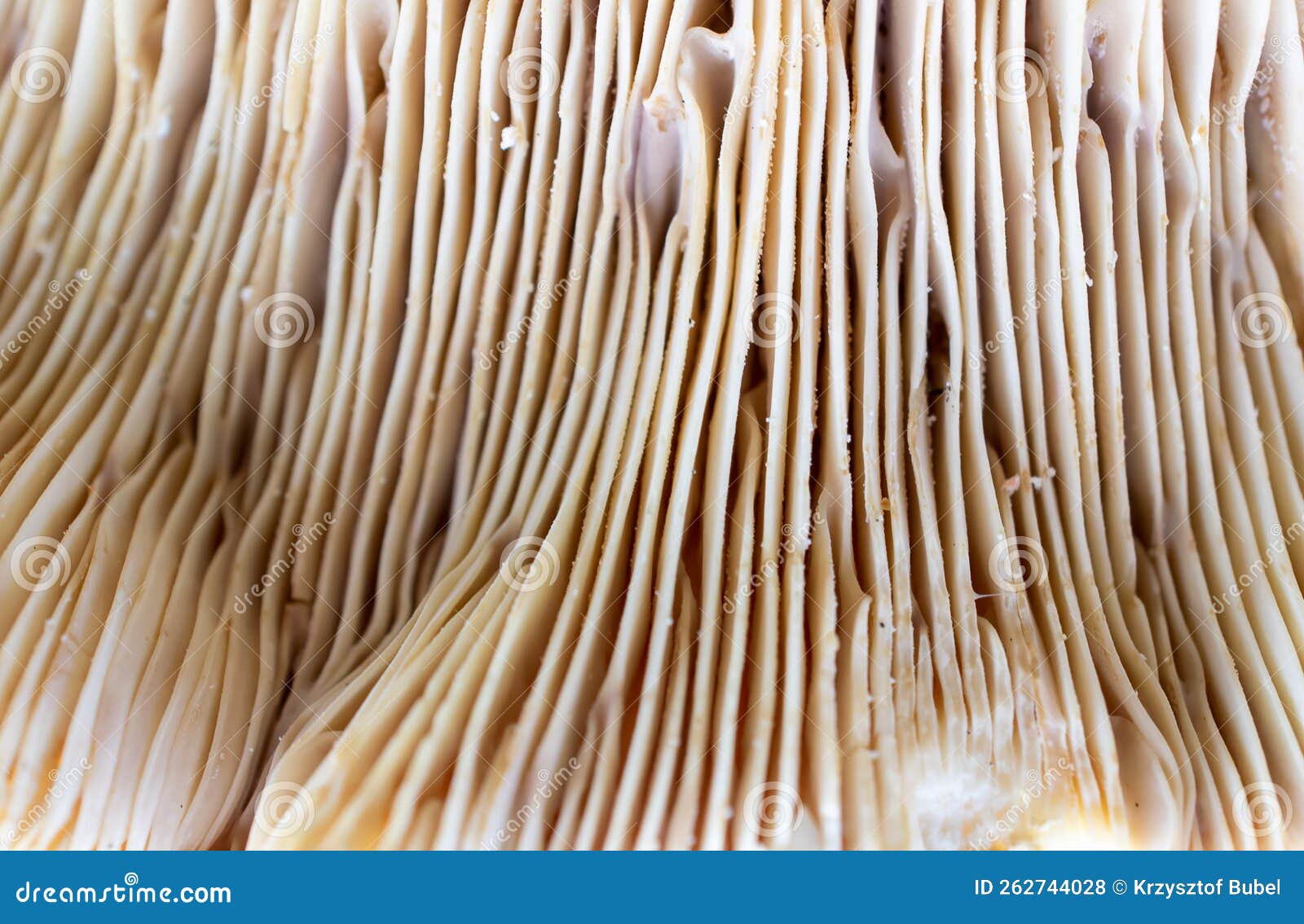 The Bottom of the Mushroom with Gills Stock Photo - Image of ...