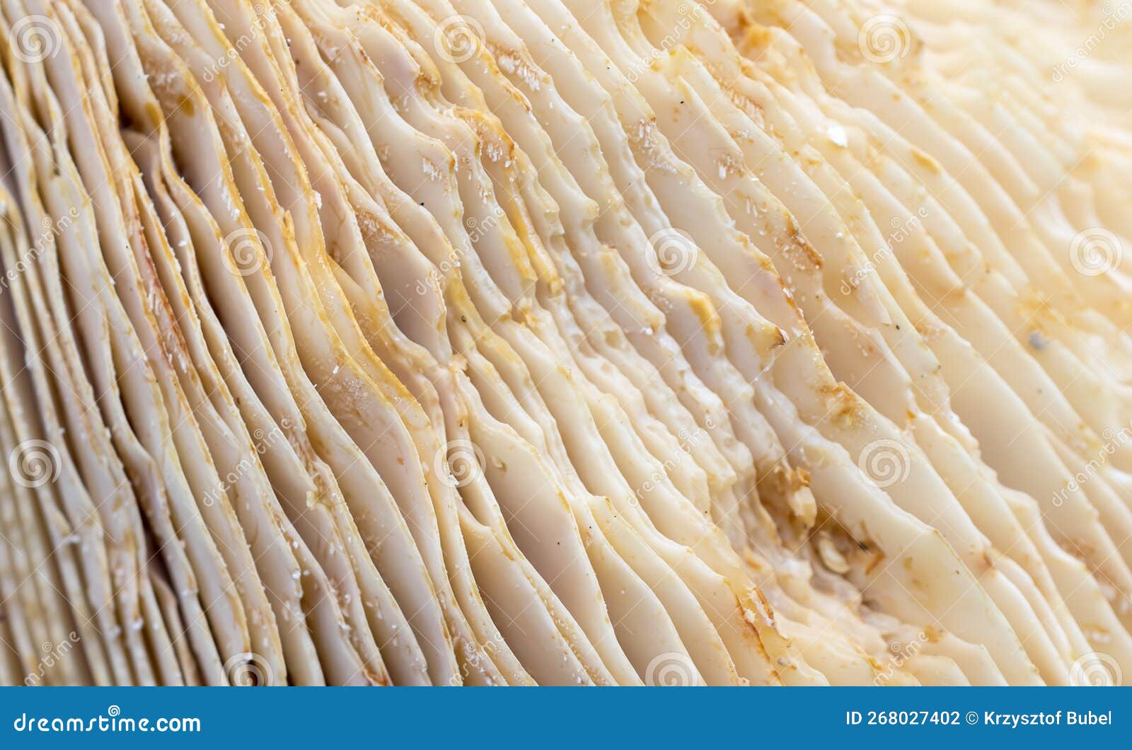The Bottom of the Mushroom with Gills Stock Photo - Image of pattern ...