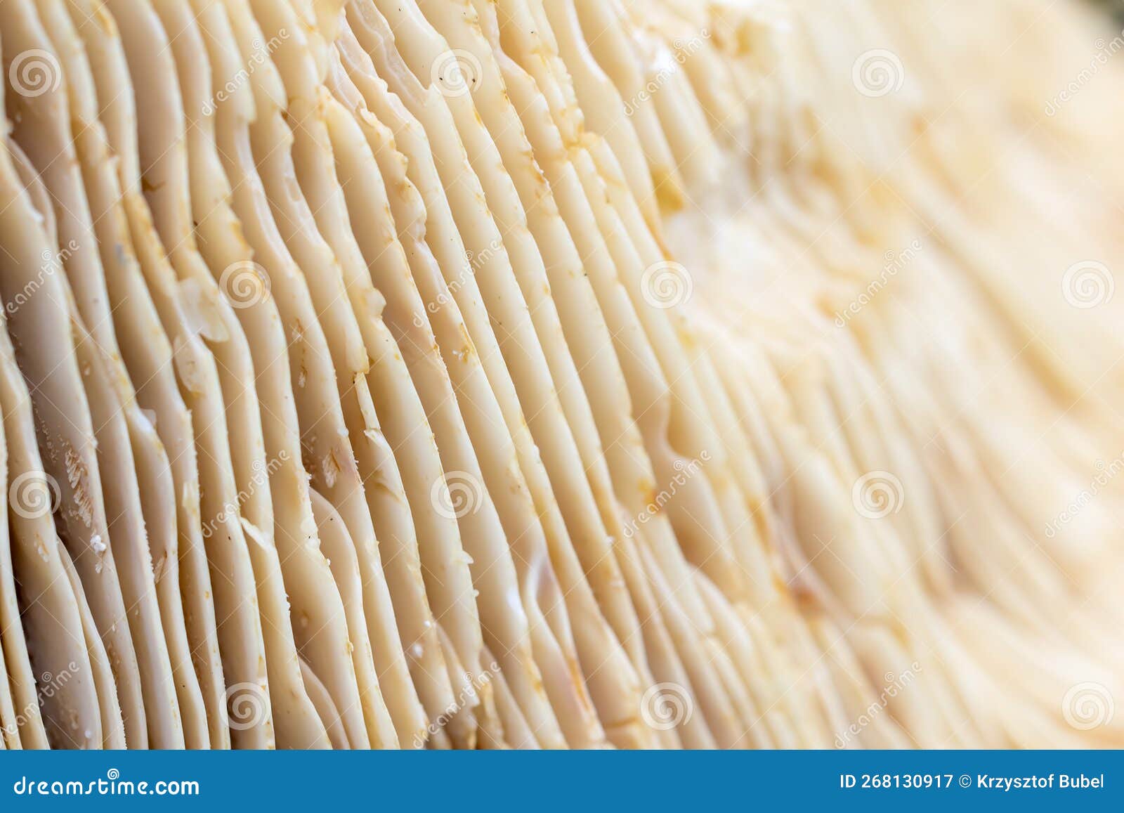 The Bottom of the Mushroom with Gills Stock Image - Image of sensu ...