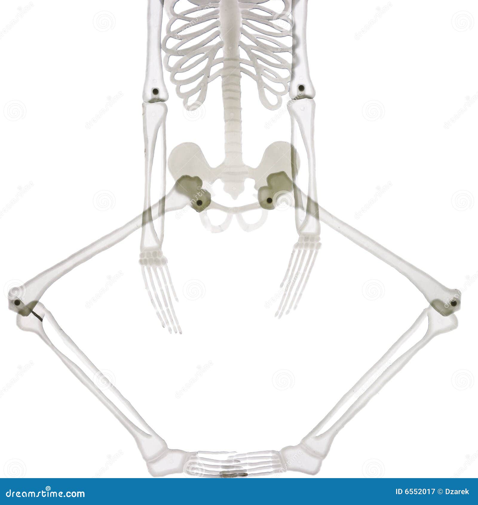 Bottom Part of Skeleton Isolated Stock Illustration - Illustration of ...