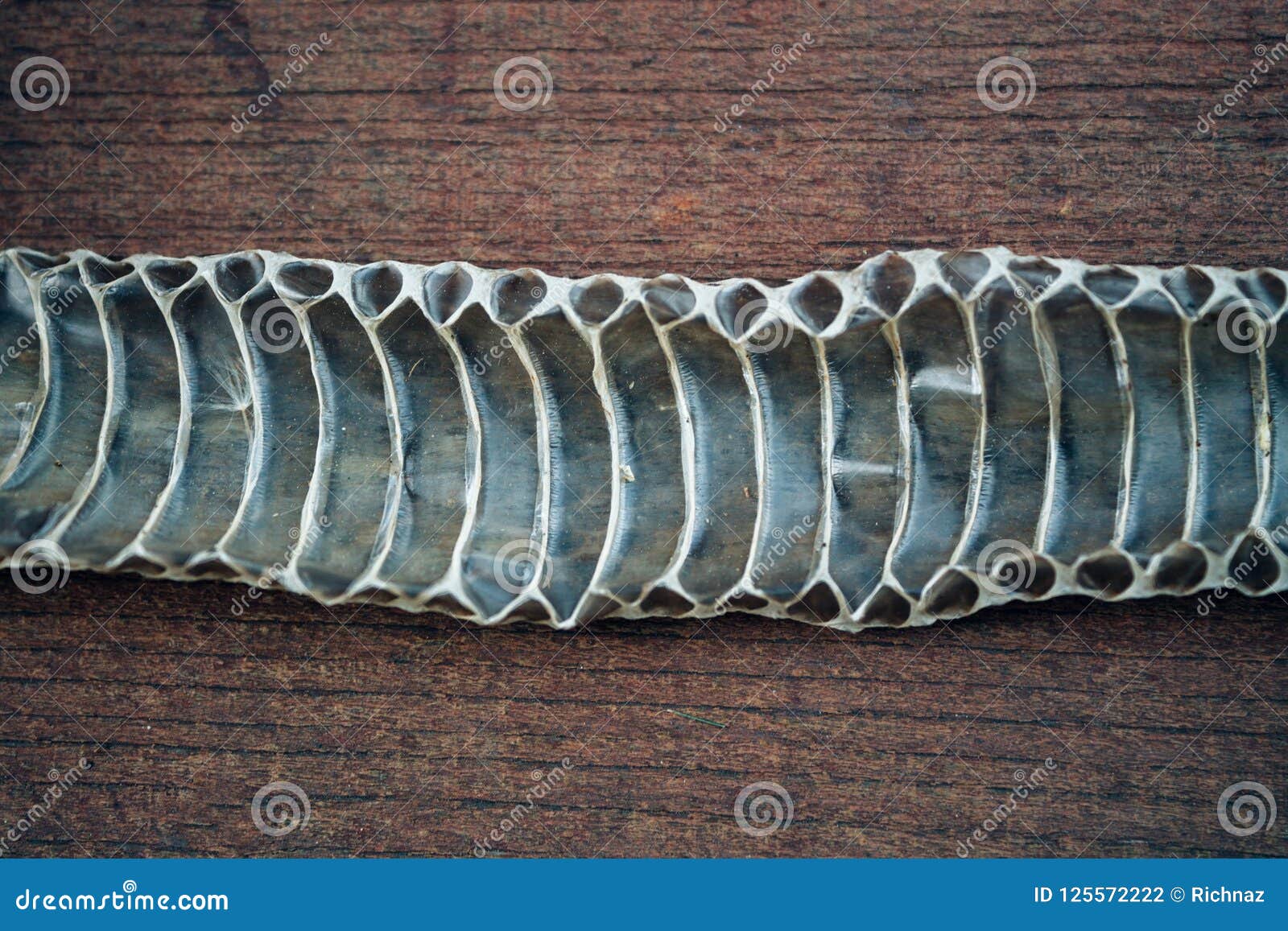 The Bottom Part of Snake Skin Stock Photo - Image of predator, fabric ...