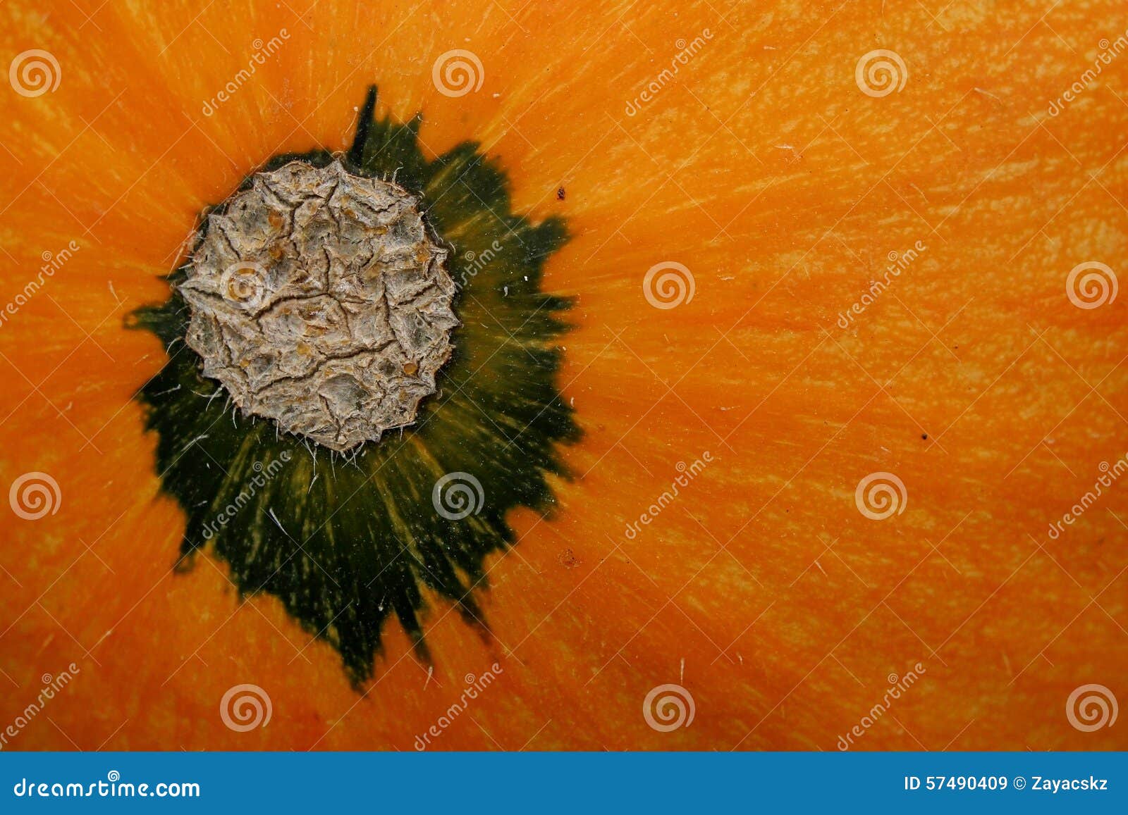 Bottom of Pumpkin (Cucurbita Pepo) Texture. Stock Image - Image of ...