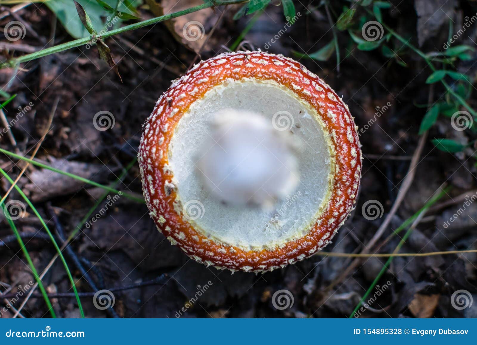 The Bottom of the Red Mushroom Cap Against the Background of the Earth ...