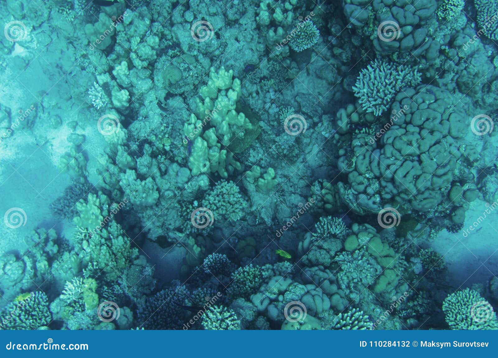 The bottom of the red sea stock photo. Image of fish - 110284132